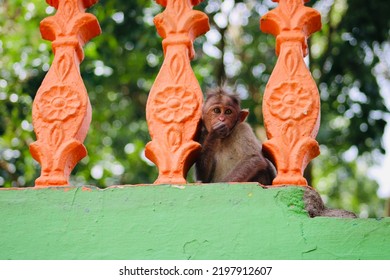 8,447 Monkey side Images, Stock Photos & Vectors | Shutterstock
