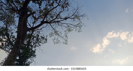 43 Aphyllous plant Images, Stock Photos & Vectors | Shutterstock