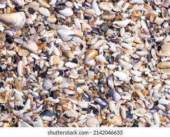 Top View Background Shells On Seashell Stock Photo 2142046633 ...