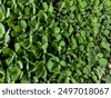 26,351 Watercress Royalty-Free Images, Stock Photos & Pictures ...