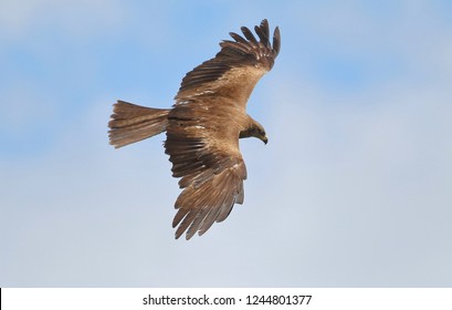 477 imágenes de Eagle flying top view - Imágenes, fotos y vectores de ...