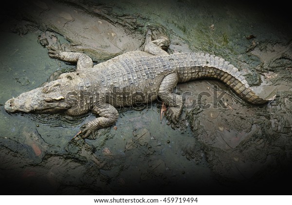 Top View Crocodile Mud Puddle Stock Photo 459719494 | Shutterstock