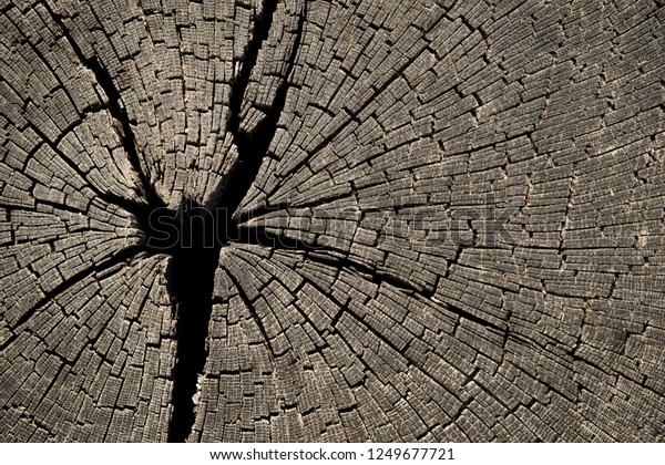 Top View Cross Section Old Cracked Stock Photo 1249677721 | Shutterstock