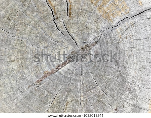 Top View Cross Section Tree Trunk Stock Photo 1032013246 | Shutterstock