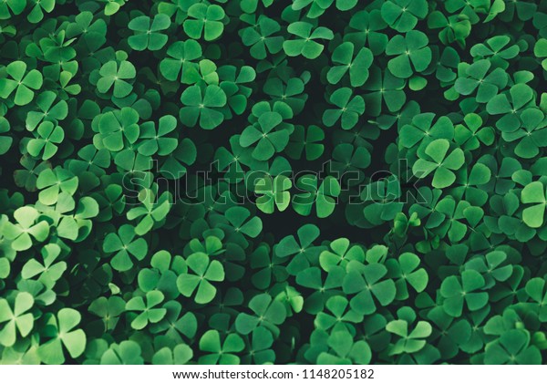 1,022 Clover Patch Images, Stock Photos & Vectors | Shutterstock
