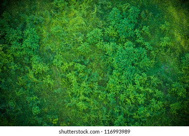 Top View Green Grass Pattern Stock Photo 127398677 | Shutterstock