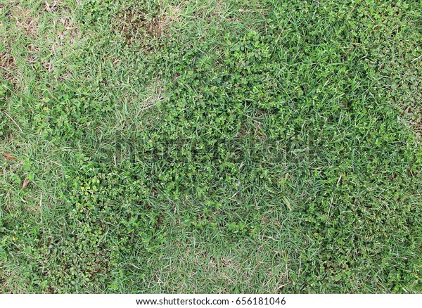 Top View Mixed Bad Grass Day Stock Photo 656181046 | Shutterstock