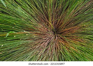 60 Long Internode Images, Stock Photos & Vectors | Shutterstock