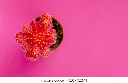Top View Ruby Ball Cactus Plant Stock Photo 1039712143 | Shutterstock