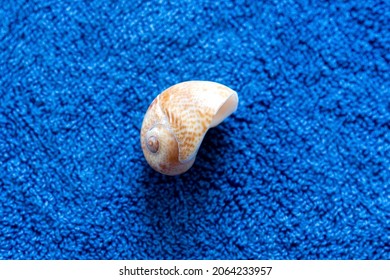 Top View Scallops Seashell Shell On Stock Photo 2064233957 | Shutterstock