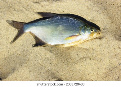 522 Sand bream Images, Stock Photos & Vectors | Shutterstock