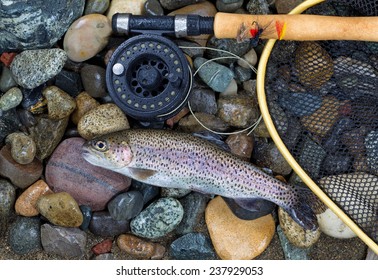 Top View Single Native Wild Trout Stock Photo 237929053 | Shutterstock