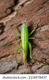 686 Grasshopper top view Images, Stock Photos & Vectors | Shutterstock