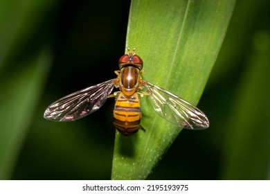 Top View Tiny Maize Calligrapher Toxomerus Stock Photo 2195193975 ...
