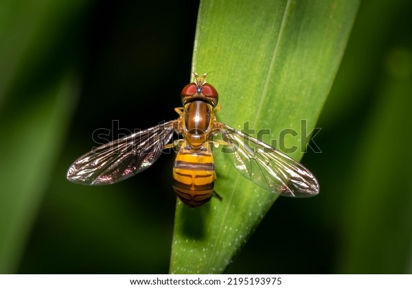 Top View Tiny Maize Calligrapher Toxomerus Stock Photo 2195193975 ...