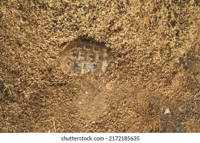 3,085 Dirty turtle Images, Stock Photos & Vectors | Shutterstock