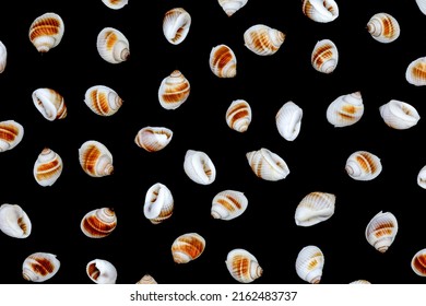 Top View White Shells Different Angles Stock Photo 2162483737 ...