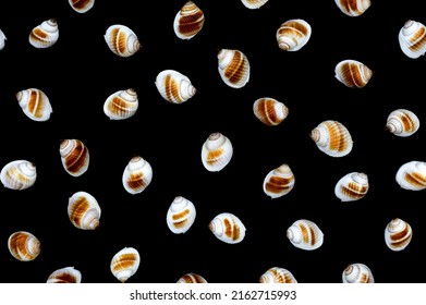 428 imágenes de Venus scallop - Imágenes, fotos y vectores de stock ...