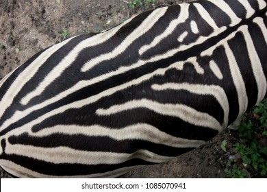 3,984 Zebra back Images, Stock Photos & Vectors | Shutterstock