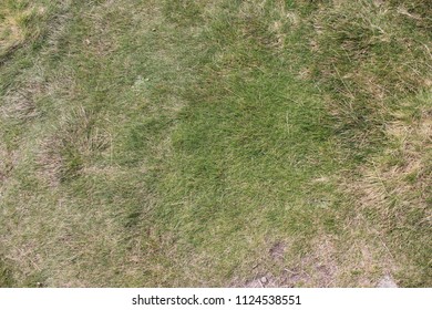 Topdown Grass Texture Stock Photo 1124538551 | Shutterstock