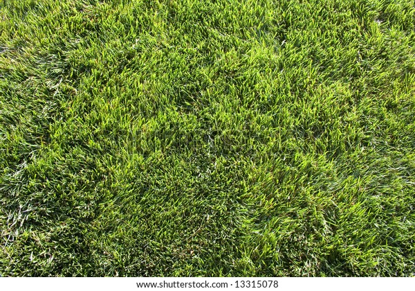 Topdown View Field Grass Stock Photo (Edit Now) 13315078