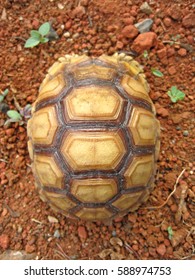 1,094 Tortoise shell top view Images, Stock Photos & Vectors | Shutterstock