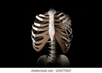Torso Skeleton Human Bone Close Isolated Stock Photo 1254773527 ...