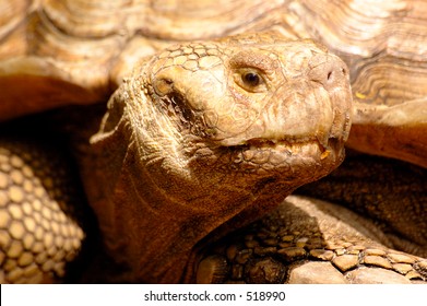 Closeup Headshot Sunlit Smiling Tortoise His Stock Photo (Edit Now ...