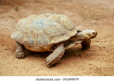 Elongated Tortoise Nature Indotestudo Elongata Tortoise Foto stock ...