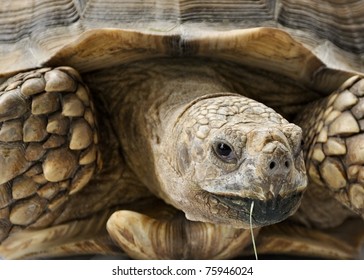 24 Turtle with straw in nose Images, Stock Photos & Vectors | Shutterstock