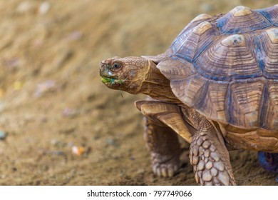Tortoise Stock Photo 797749066 | Shutterstock