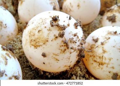 3,397 Tortoise Eggs Images, Stock Photos & Vectors | Shutterstock