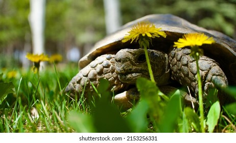 13,023 Flower turtles Images, Stock Photos & Vectors | Shutterstock