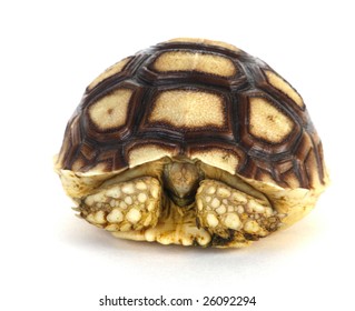 1,577 Tortoise hiding in shell Images, Stock Photos & Vectors ...