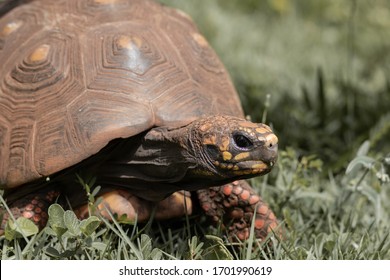 231 Mad Turtle Images, Stock Photos & Vectors | Shutterstock