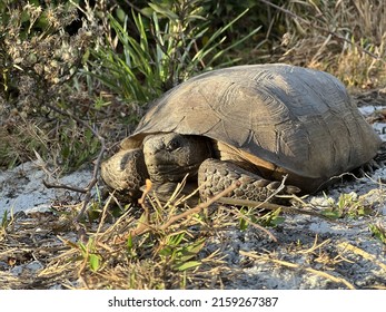 Stock Photo and Image Portfolio by TravlerTrav | Shutterstock