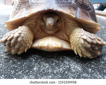 374件の「Tortoise inside shell」の画像、写真素材、ベクター画像 | Shutterstock