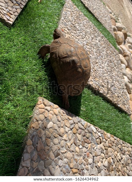 Tortoise Running Human Pathways Stock Photo 1626434962 | Shutterstock