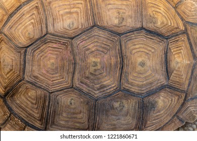 7,743 Tortoise shell texture Images, Stock Photos & Vectors | Shutterstock