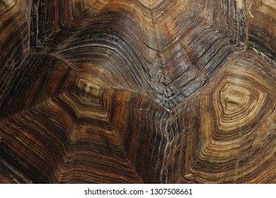 Tortoise Shell Back Side Texture Background Stock Photo 1307508661 ...