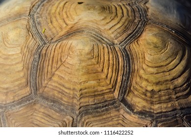 Tortoise Shell Background Stock Photo 1116422252 | Shutterstock