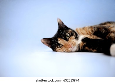 Tortoise Shell Cat Blue Background Stock Photo 632313974 | Shutterstock