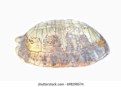 Tortoise Shell On White Background Stock Photo 698298574 | Shutterstock
