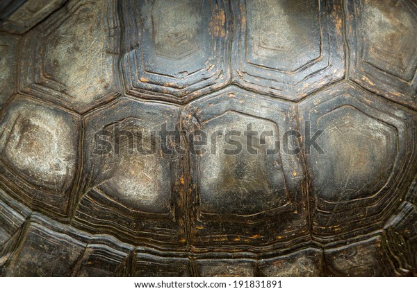 Tortoise Turtle Shell Texture Detail Stock Photo 191831891 | Shutterstock