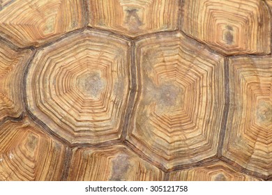 Tortoiseshell Background Stock Photo (Edit Now) 305121752