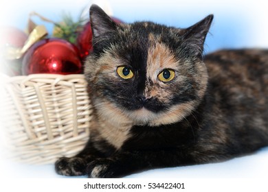 Portrait Lying Young Siberian Cat Stock Photo (Edit Now) 161633555