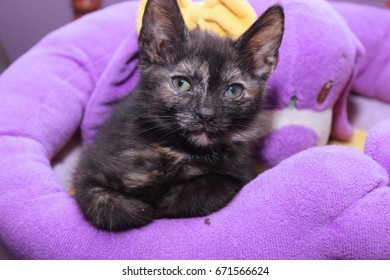 Cute Black Soggy Cat Licking After Foto stock 208765051 | Shutterstock
