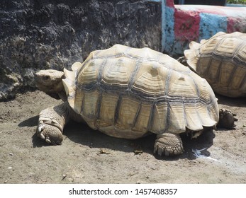 Ridged Tortoise Stock Photo 656380213 | Shutterstock