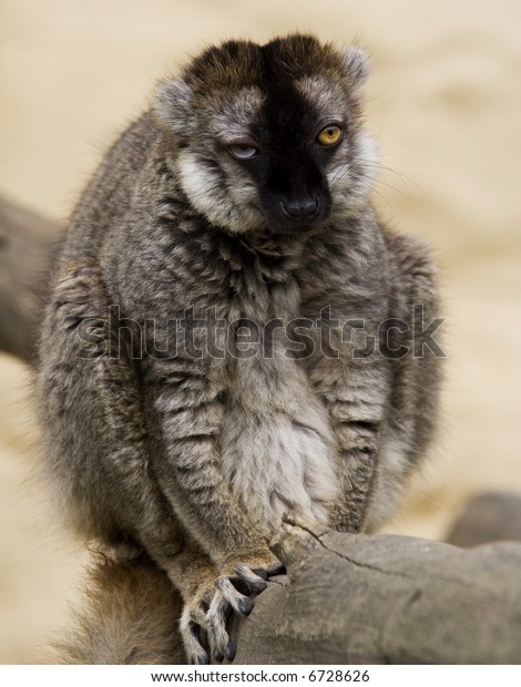 Total Ugly Lemur Stock Photo 6728626 | Shutterstock