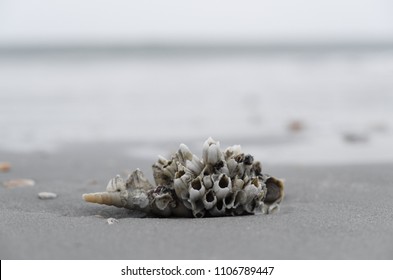 134 Tower screw shell Images, Stock Photos & Vectors | Shutterstock
